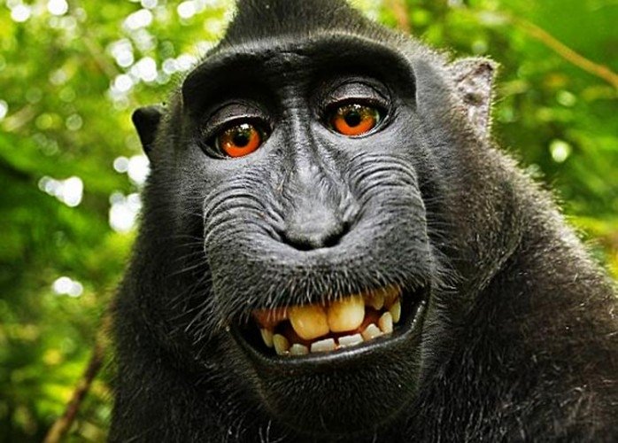 Wikipedia se niega a retirar el selfie del mono Wikipedia se niega a retirar el selfie del mono